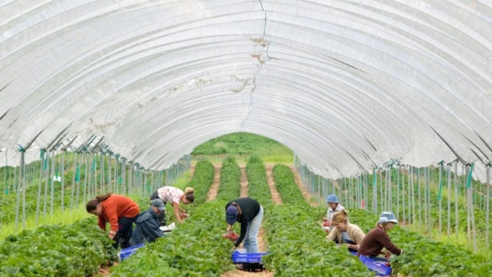 Labour Migration – FLEX