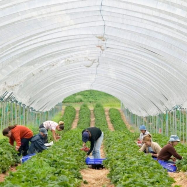 FLEX – Focus on Labour Exploitation